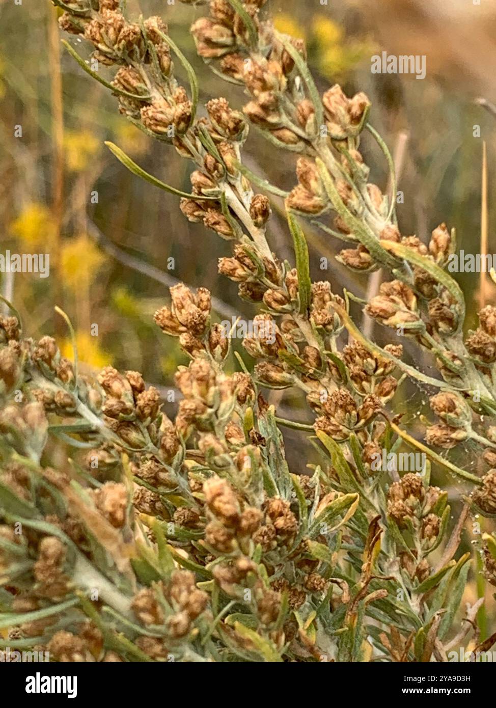 Silver Sagebrush (Artemisia cana) Plantae Stock Photo - Alamy