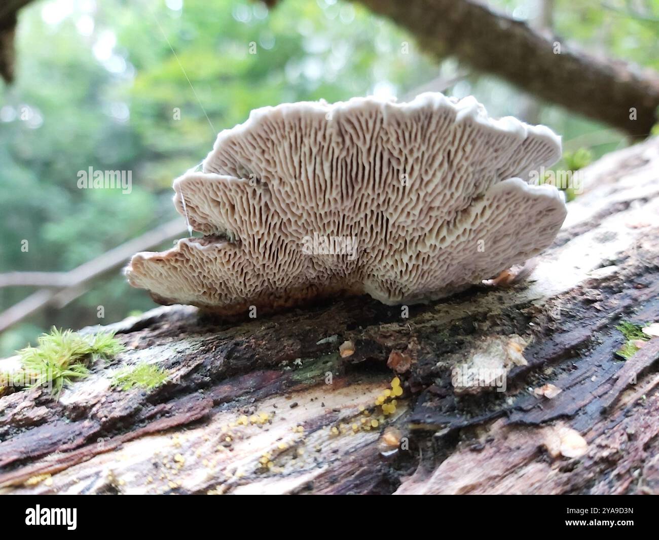 Thin-walled Maze Polypore (Daedaleopsis confragosa) Fungi Stock Photo ...
