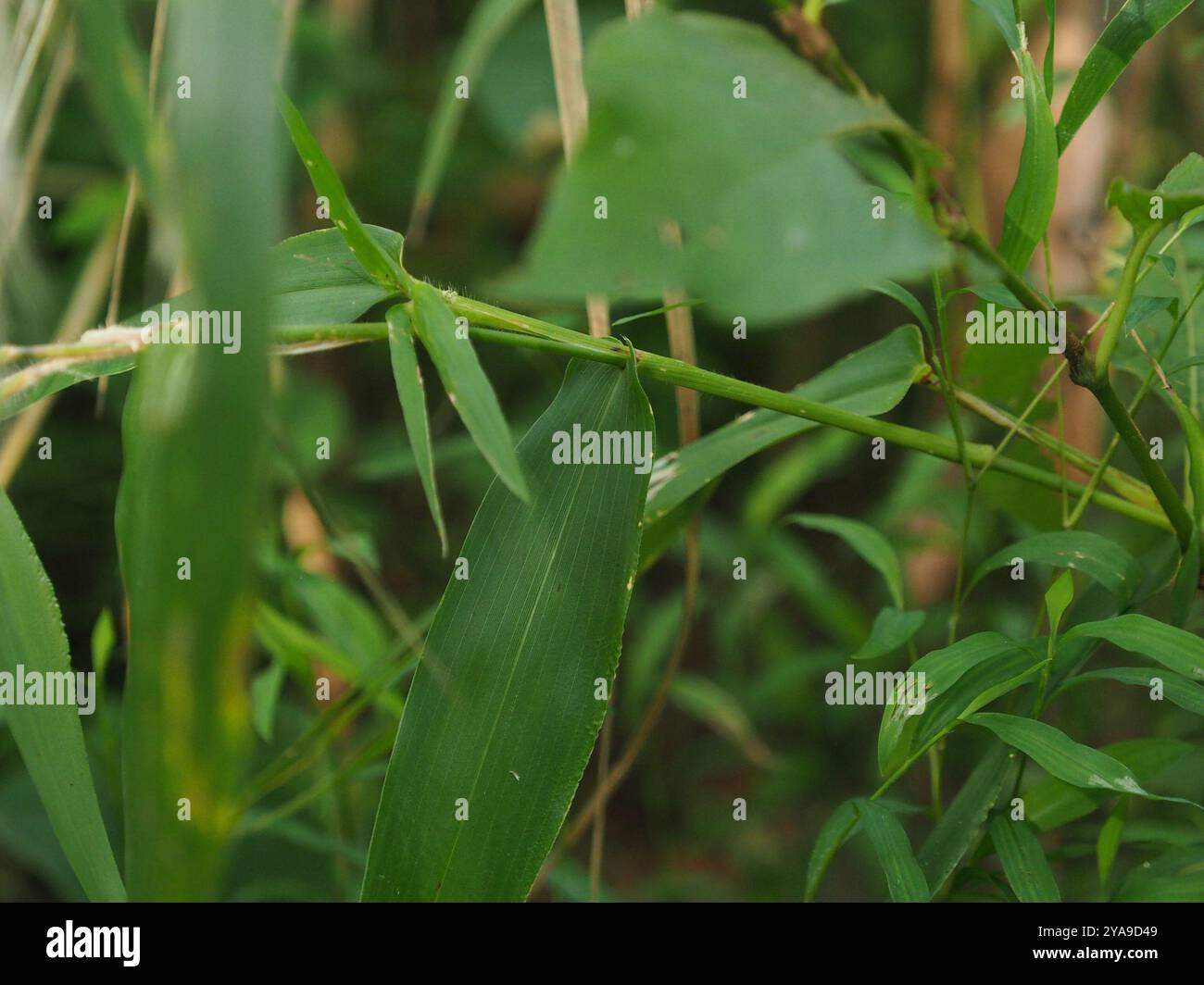 American jumpseed (Persicaria virginiana) Plantae Stock Photo - Alamy