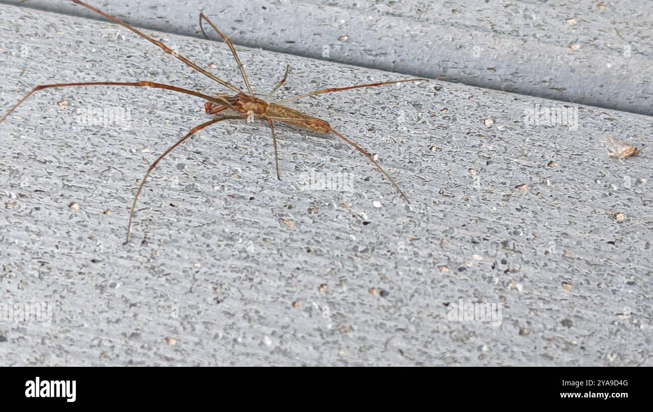 Stretch Spiders (Tetragnatha) Arachnida Stock Photo - Alamy