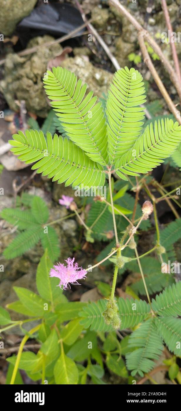 Sensitive Plant (Mimosa pudica) Plantae Stock Photo - Alamy