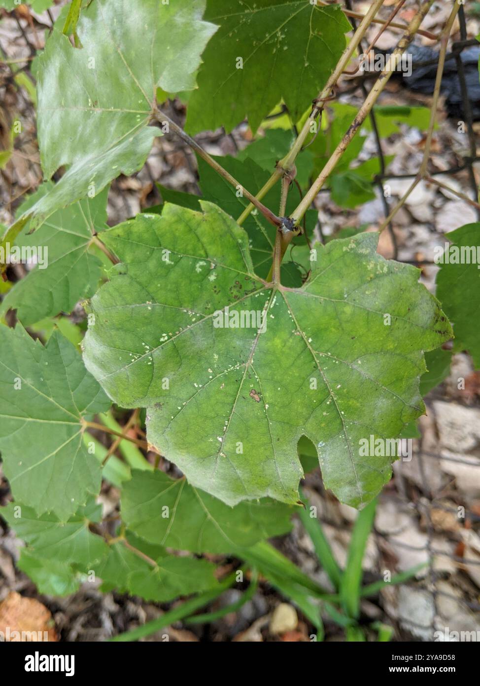 Grape Powdery Mildew (Erysiphe necator) Fungi Stock Photo - Alamy