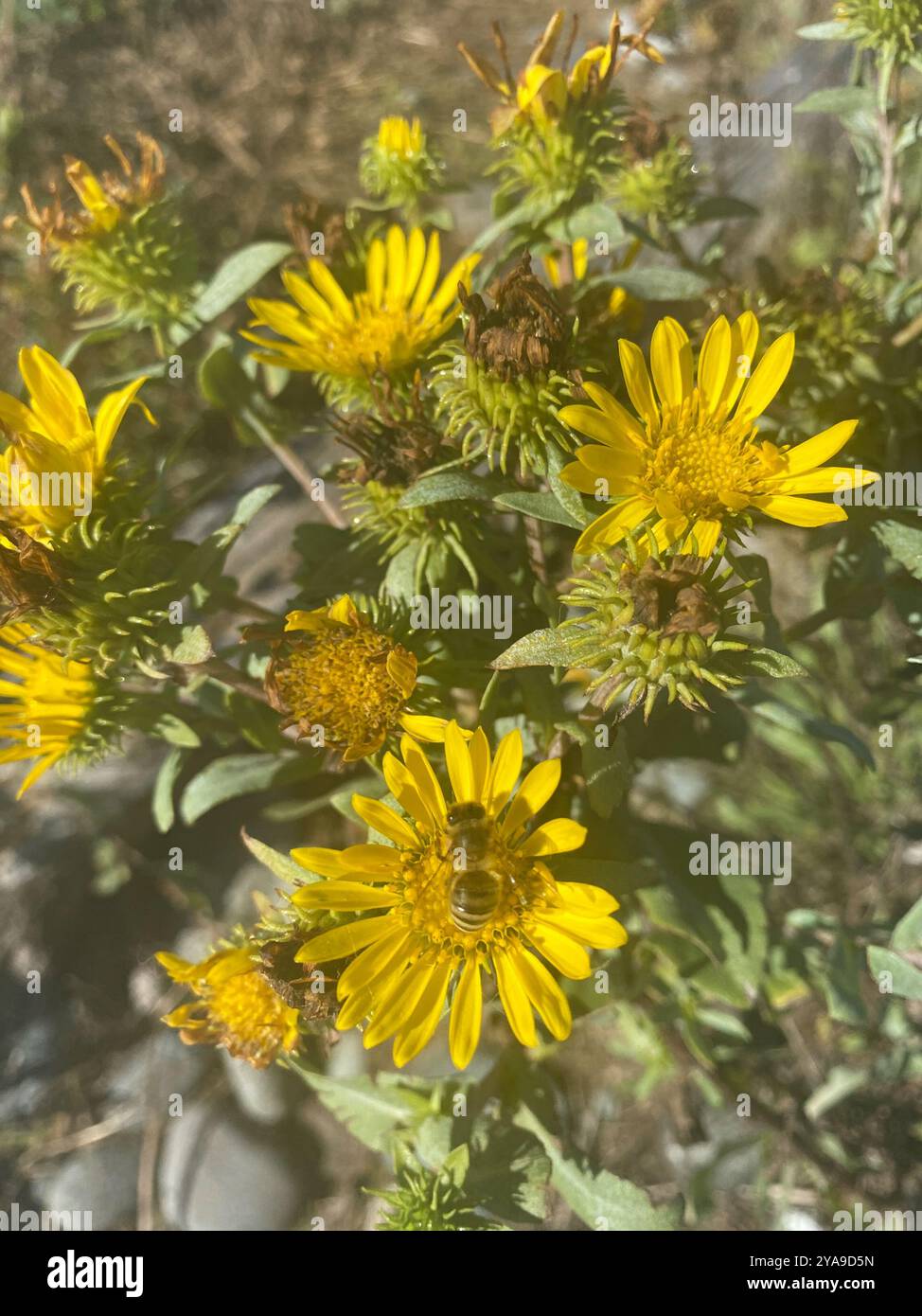 Oregon Gumplant (Grindelia stricta) Plantae Stock Photo - Alamy