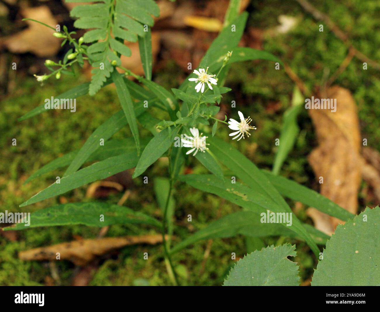 calico aster (Symphyotrichum lateriflorum) Plantae Stock Photo - Alamy