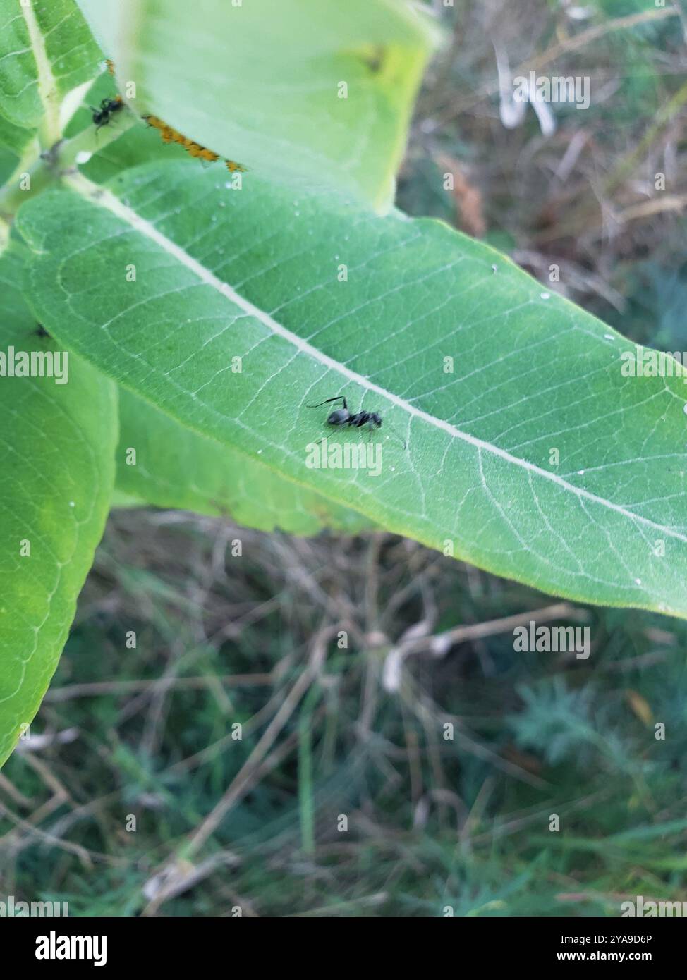 fusca-group Field Ants and Allies (Formica fusca) Insecta Stock Photo ...