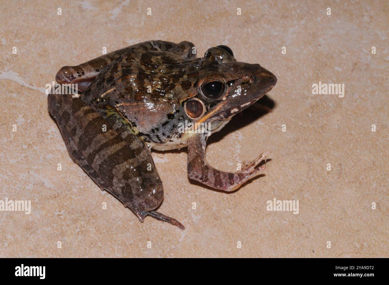 Sharp-nosed ridged frog (Ptychadena oxyrhynchus) Amphibia Stock Photo ...