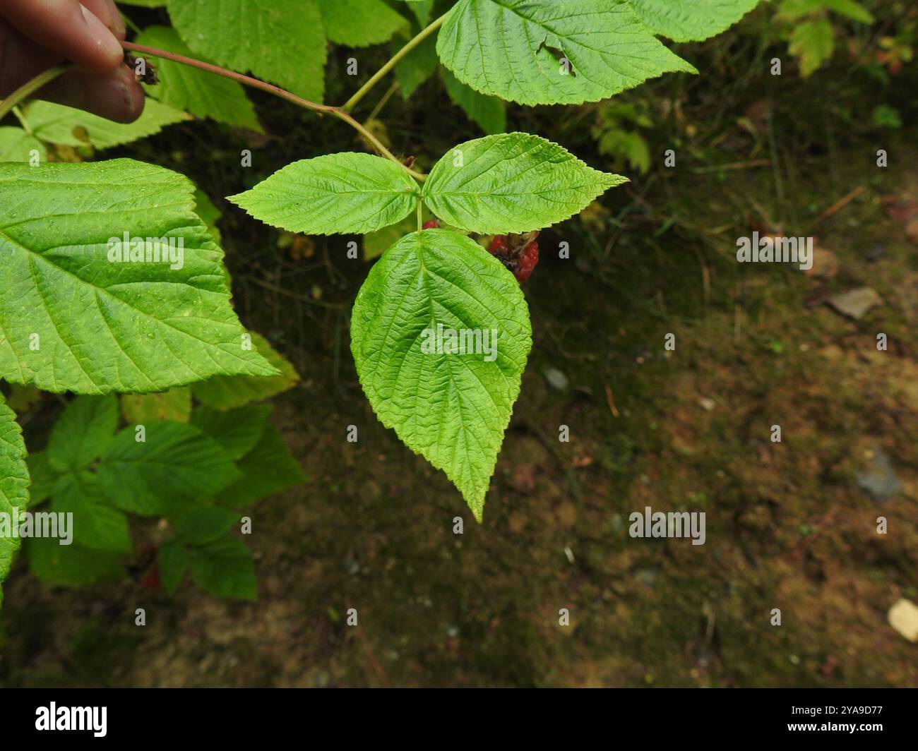 red raspberry (Rubus idaeus) Plantae Stock Photo - Alamy