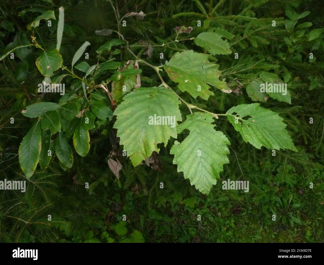 grey alder (Alnus incana) Plantae Stock Photo - Alamy