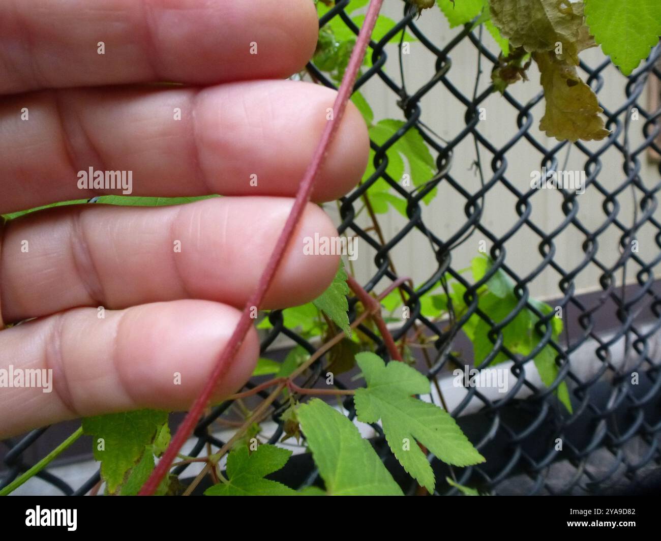 Japanese Hops (Humulus scandens) Plantae Stock Photo - Alamy