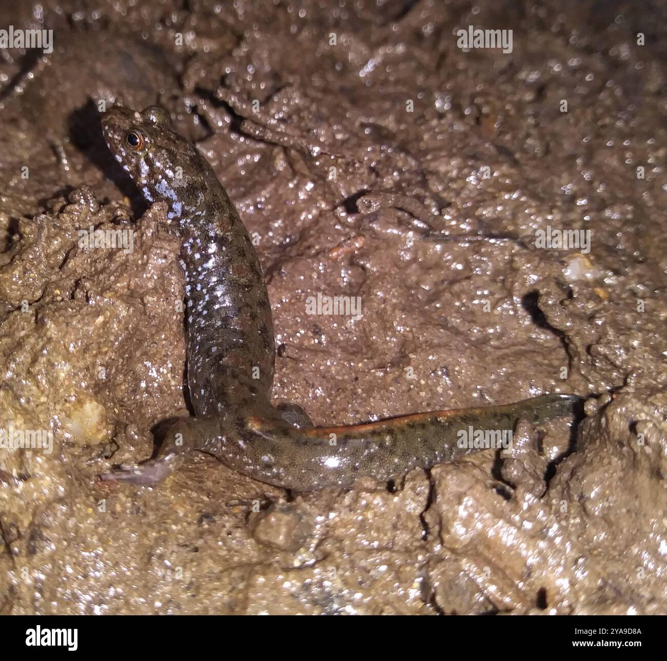 Seal Salamander (Desmognathus monticola) Amphibia Stock Photo - Alamy