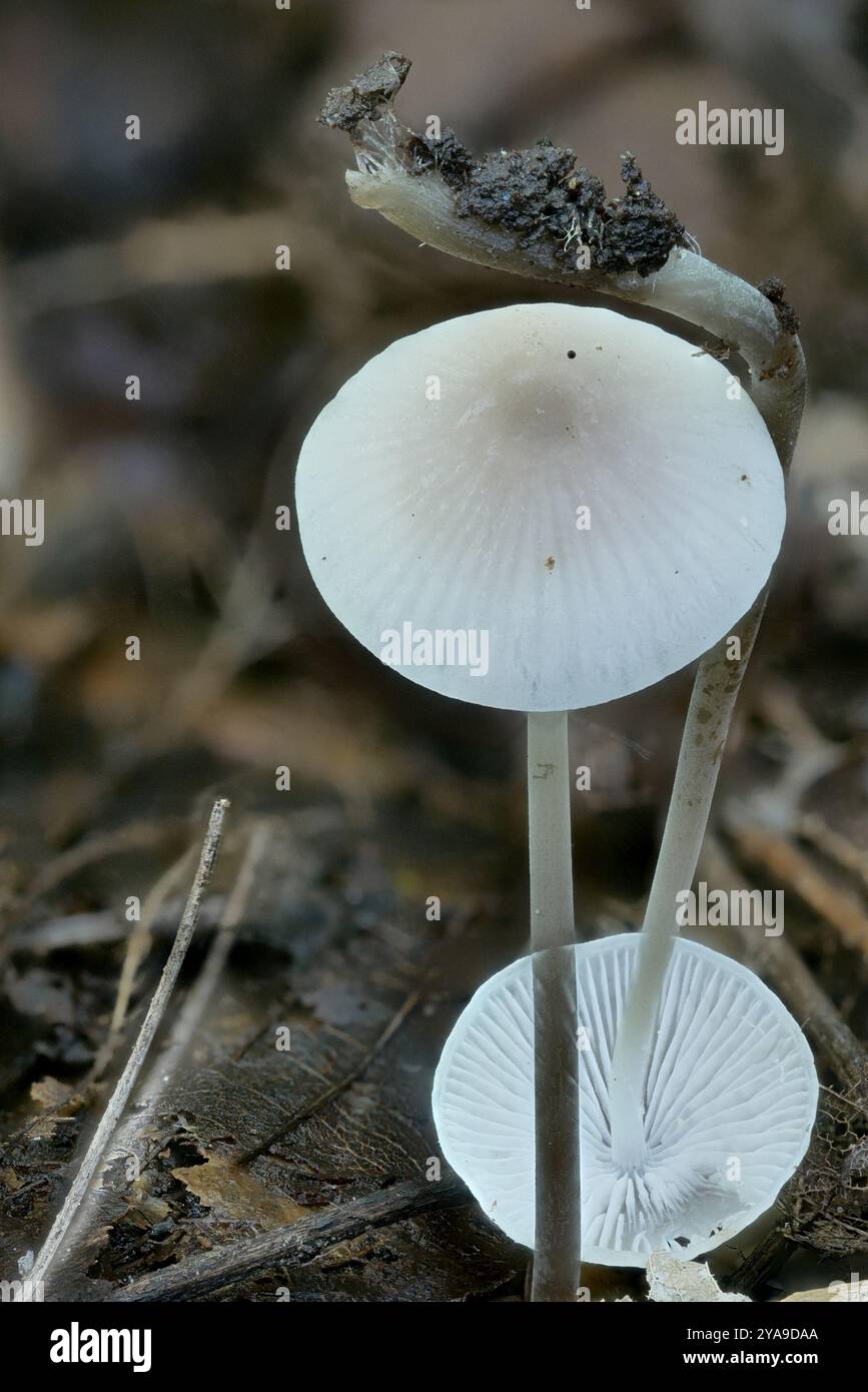 Snapping Bonnet (Mycena vitilis) Fungi Stock Photo - Alamy