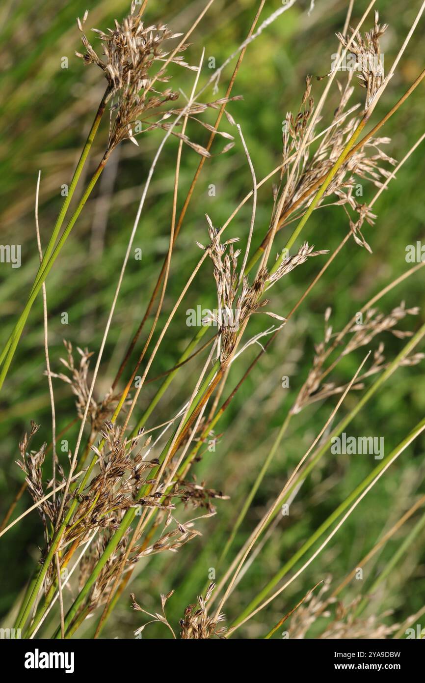 Hard Rush (Juncus inflexus) Plantae Stock Photo - Alamy