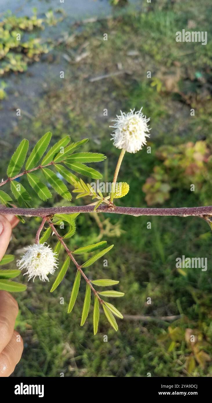 Acacias, Mimosas, mesquites, and allies (Mimosoideae) Plantae Stock ...
