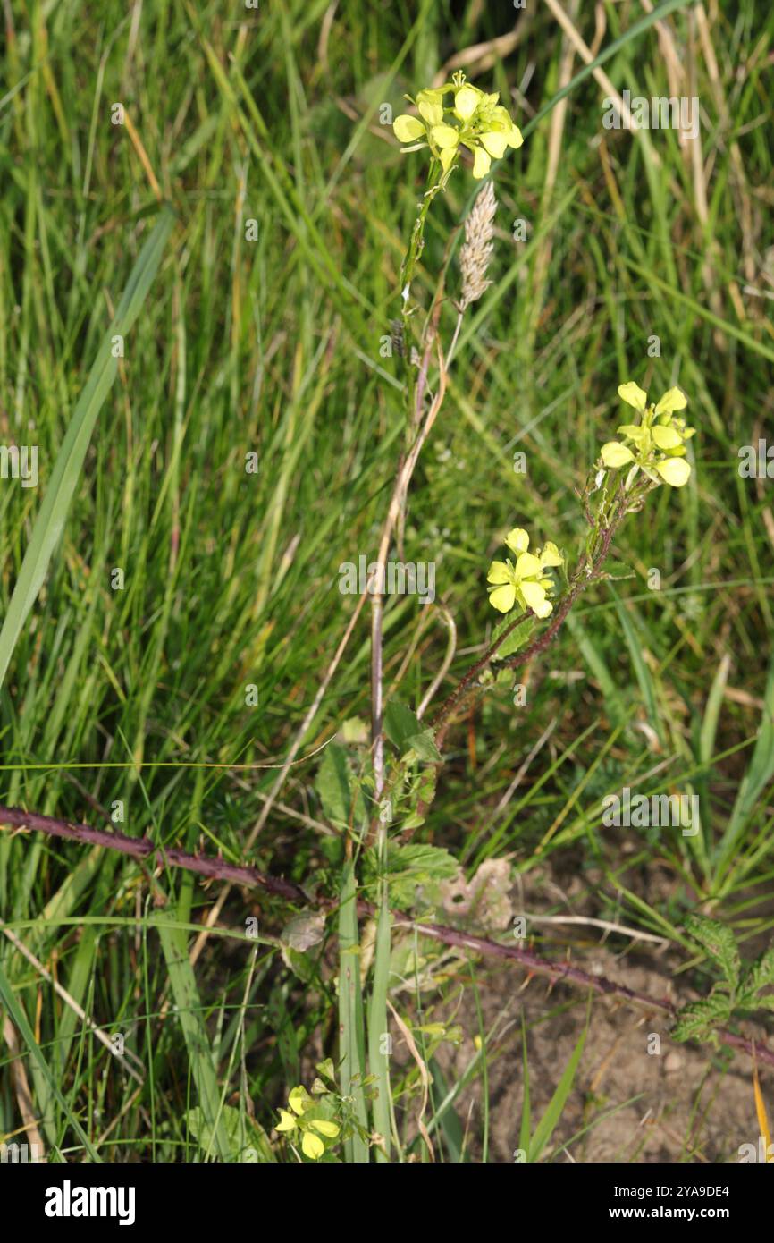 charlock (Mutarda arvensis) Plantae Stock Photo - Alamy