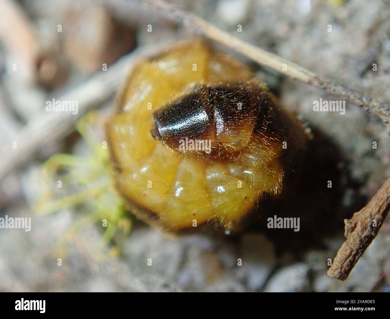 Glowworm Beetles (Phengodidae) Insecta Stock Photo - Alamy