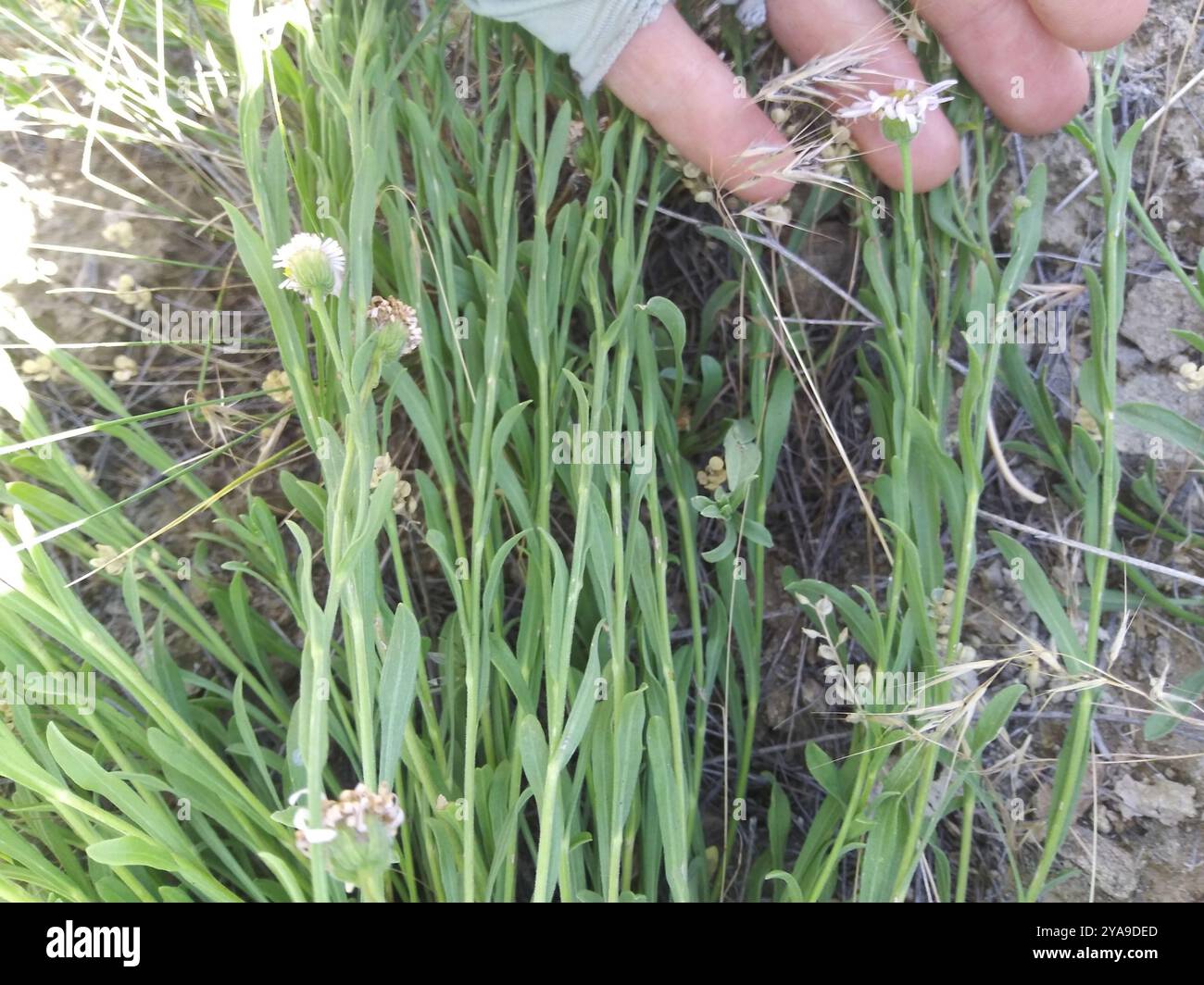 Caespitose Fleabane (Erigeron caespitosus) Plantae Stock Photo - Alamy