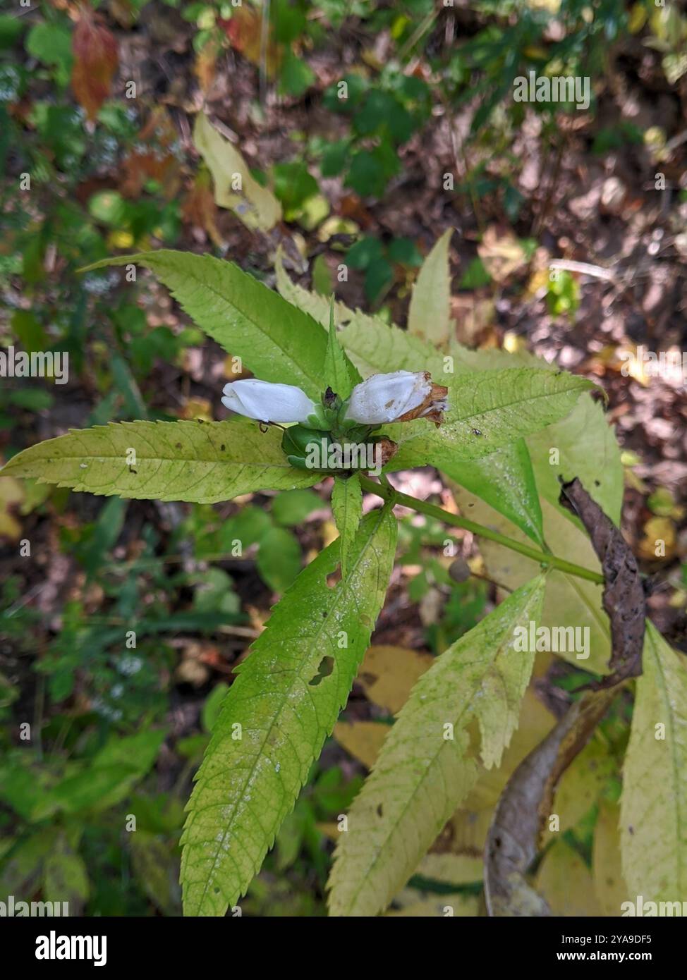 white turtlehead (Chelone glabra) Plantae Stock Photo - Alamy