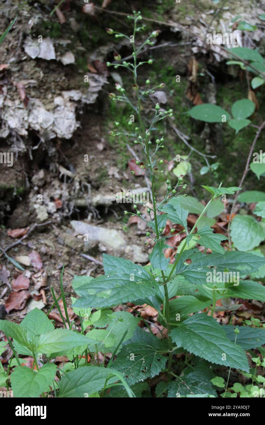 Common Figwort (Scrophularia nodosa) Plantae Stock Photo - Alamy