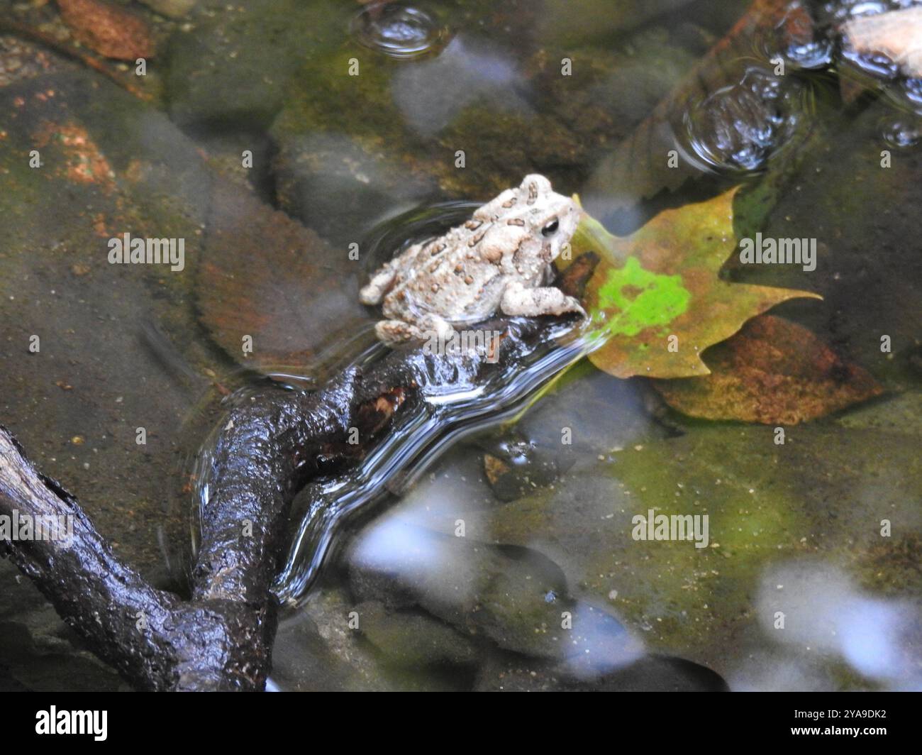 North American Toads (Anaxyrus) Amphibia Stock Photo - Alamy