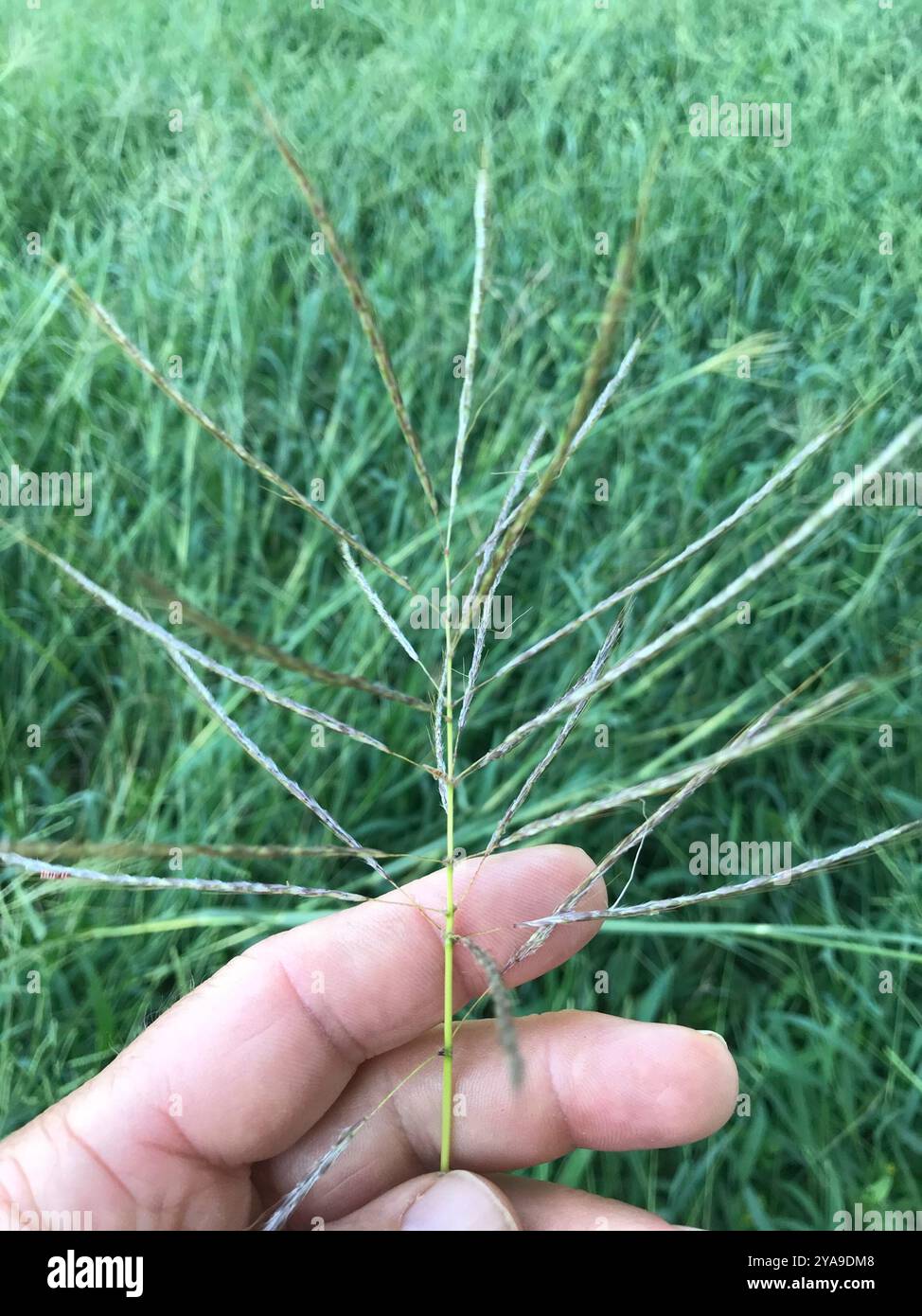 Australian Bluestem (Bothriochloa bladhii) Plantae Stock Photo - Alamy
