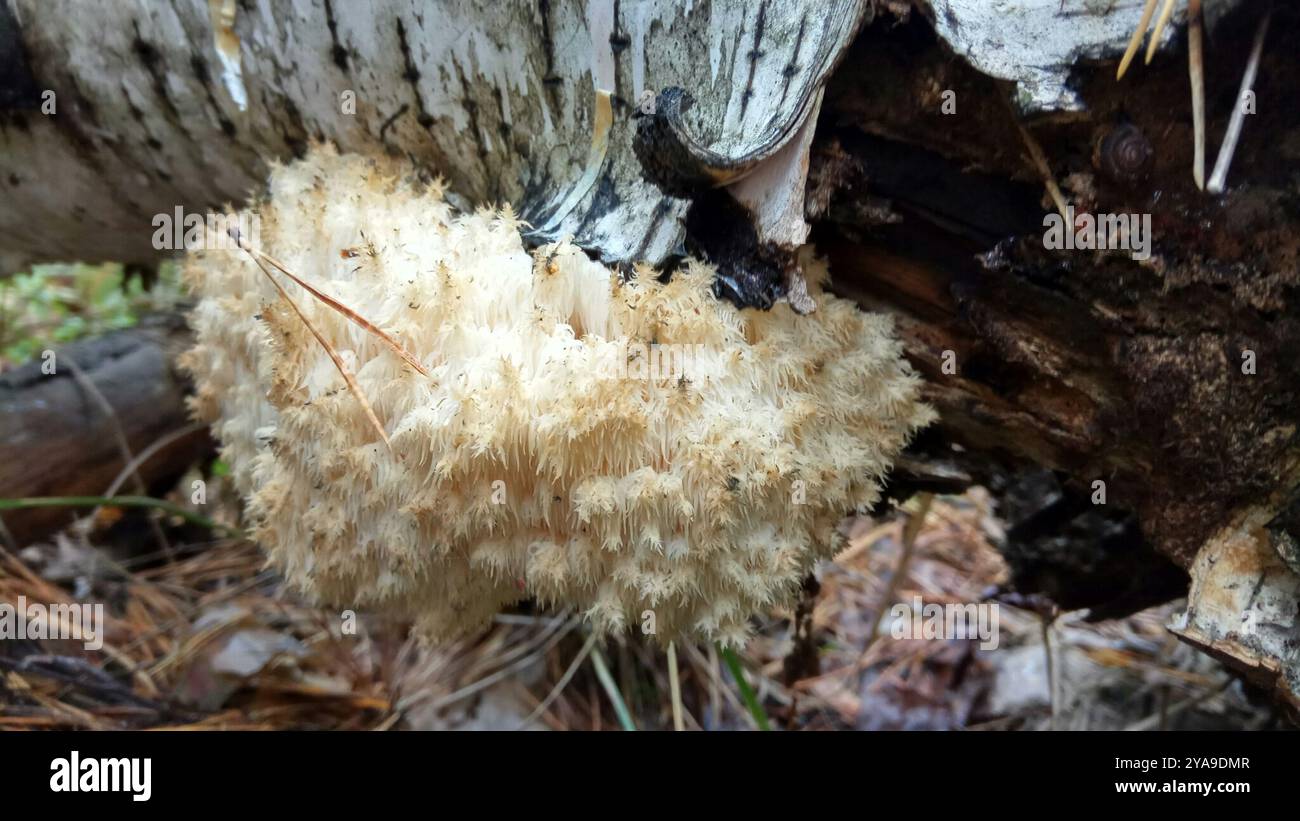 Coral tooth fungus (Hericium coralloides) Fungi Stock Photo - Alamy
