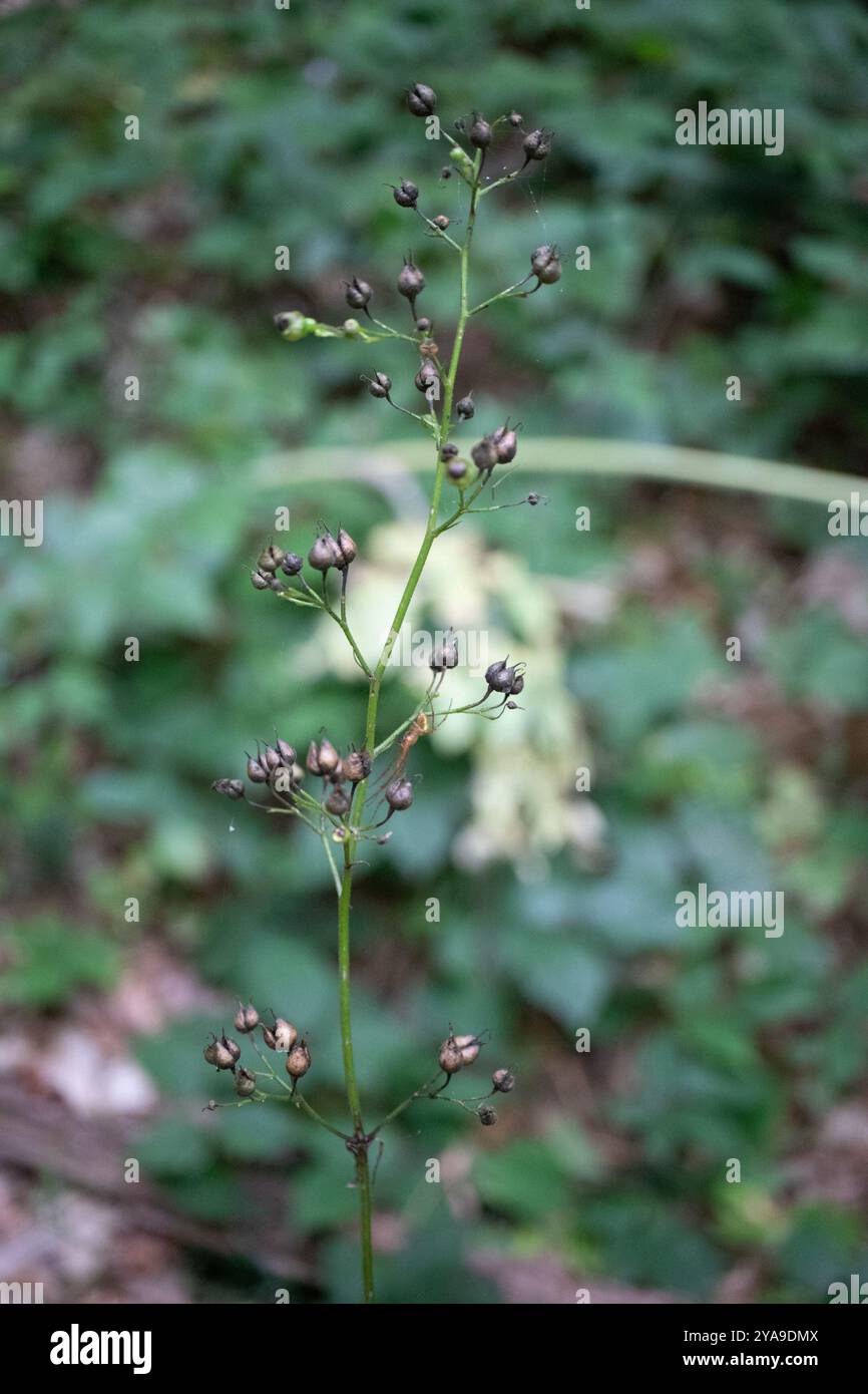 Common Figwort (Scrophularia nodosa) Plantae Stock Photo - Alamy