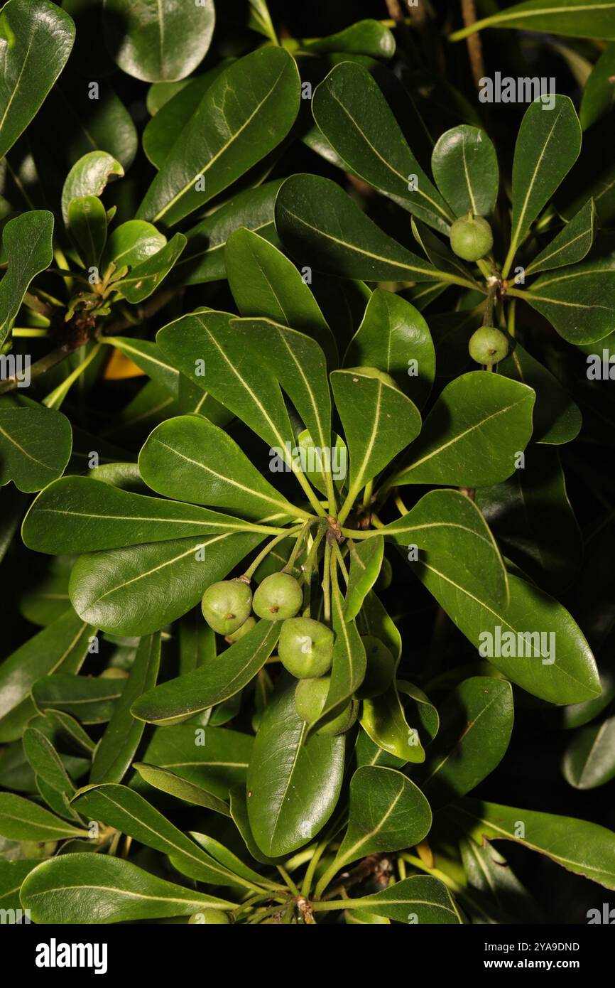 Japanese cheesewood (Pittosporum tobira) Plantae Stock Photo - Alamy