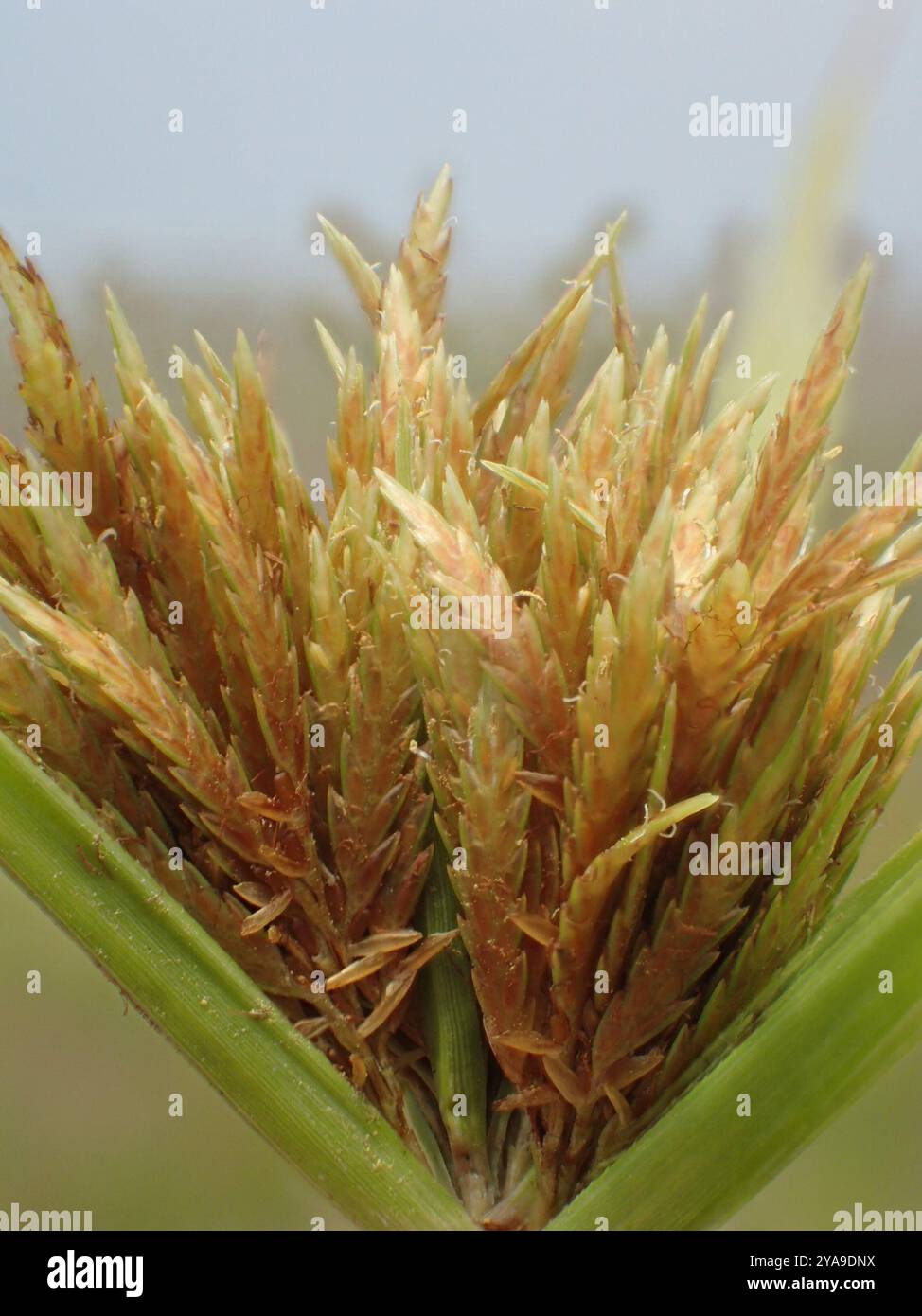 Bunchy flat-sedge (Cyperus polystachyos) Plantae Stock Photo - Alamy