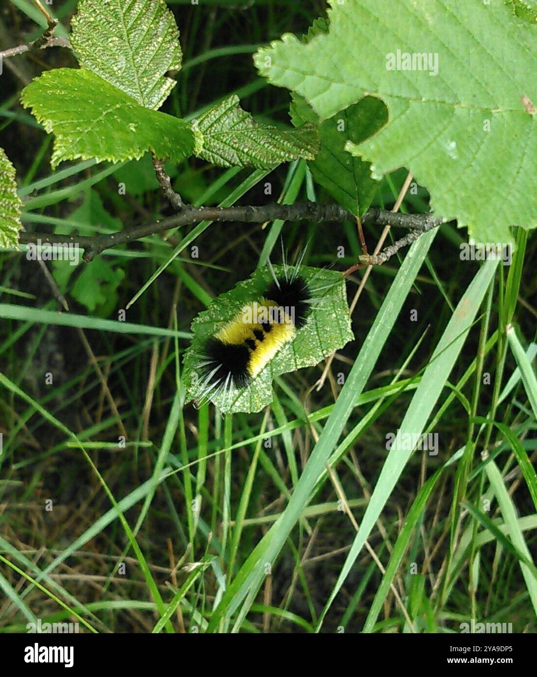 Spotted Tussock Moth (Lophocampa maculata) Insecta Stock Photo - Alamy