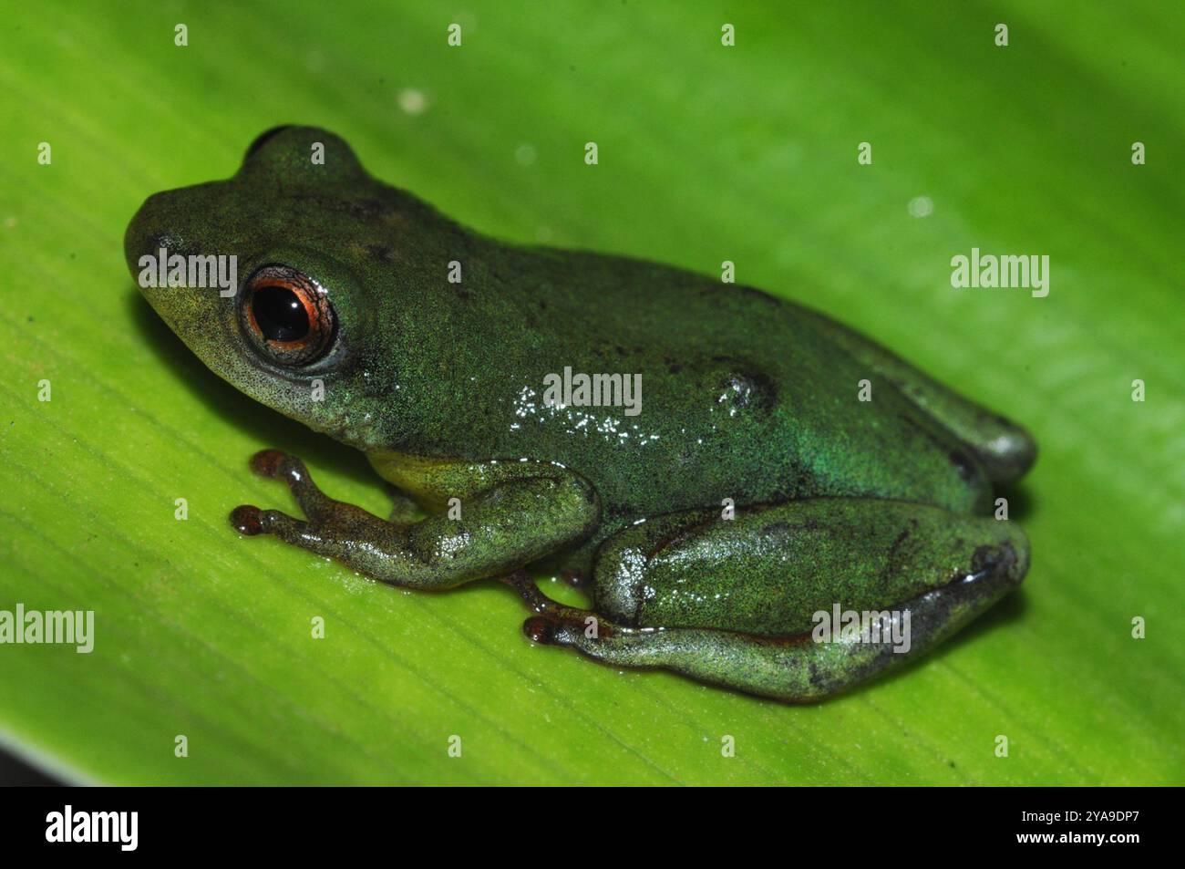 Yellow-spotted Reed Frog (Hyperolius stictus) Amphibia Stock Photo - Alamy