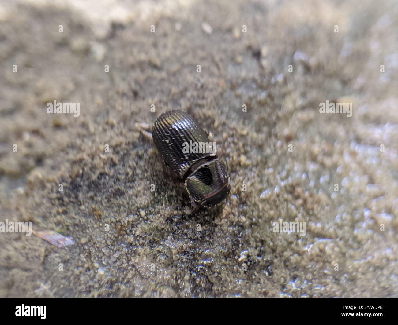 Small Dung Beetles (Aphodiinae) Insecta Stock Photo - Alamy