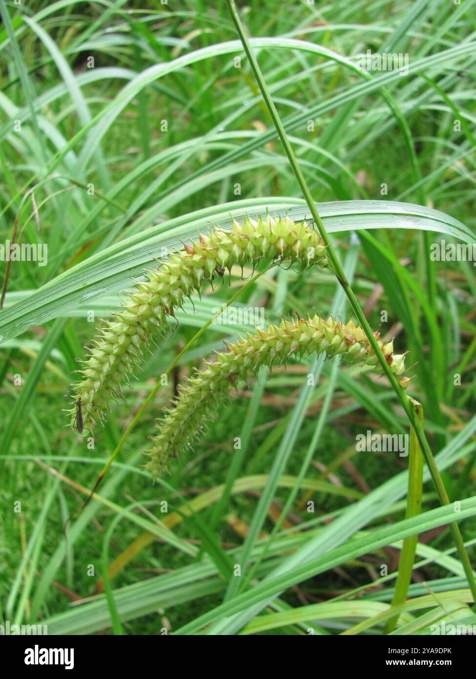 beaked sedge (Carex rostrata) Plantae Stock Photo - Alamy