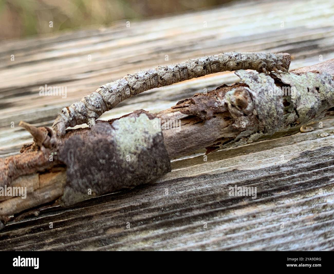 Geometer Moths (Geometridae) Insecta Stock Photo - Alamy