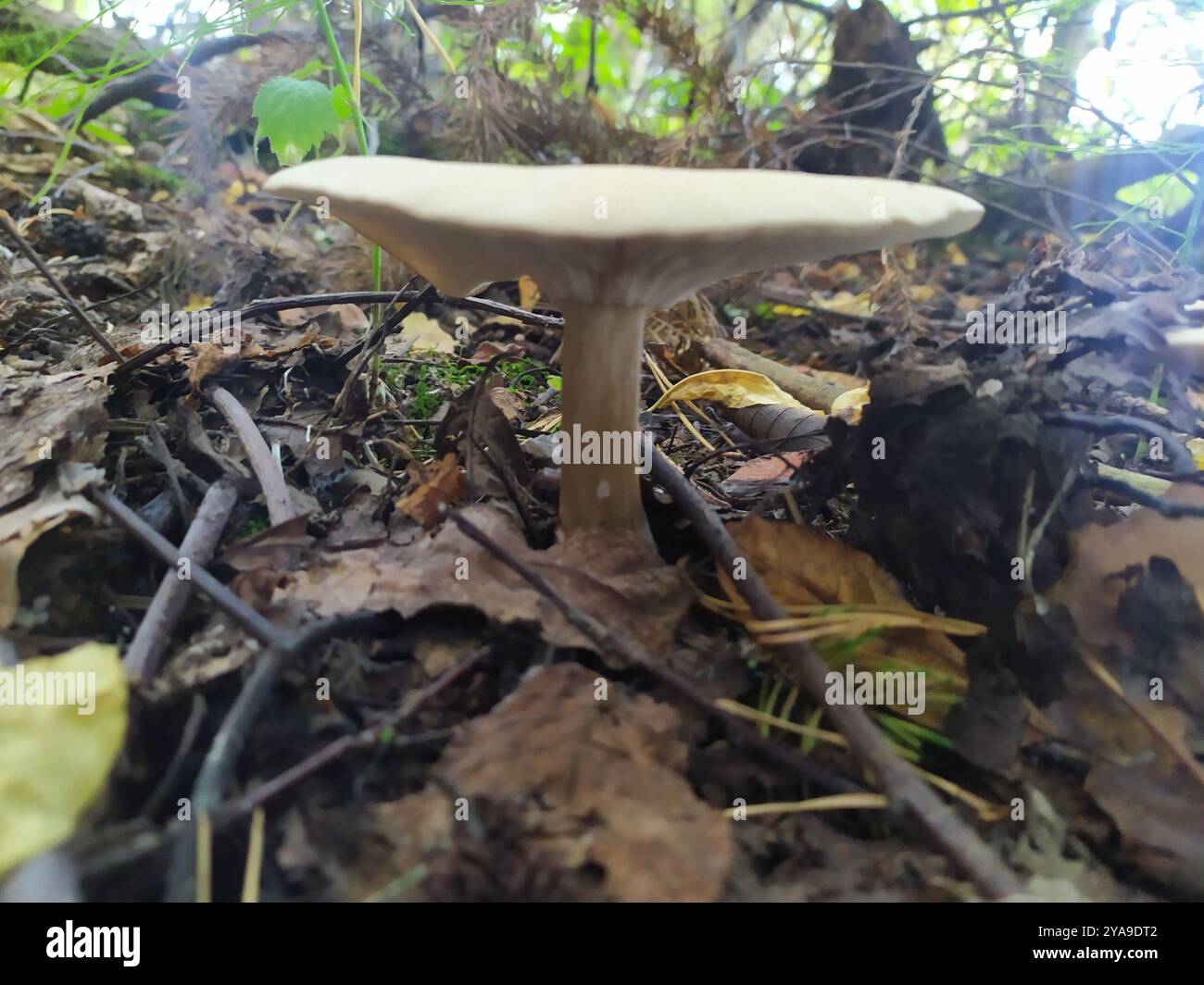 Fragrant Funnel (Clitocybe fragrans) Fungi Stock Photo - Alamy
