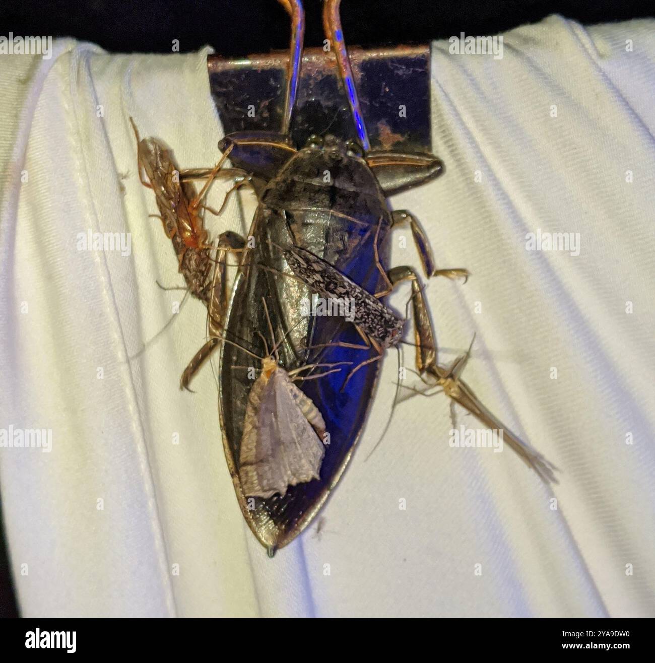 American Giant Water Bug (Lethocerus americanus) Insecta Stock Photo ...
