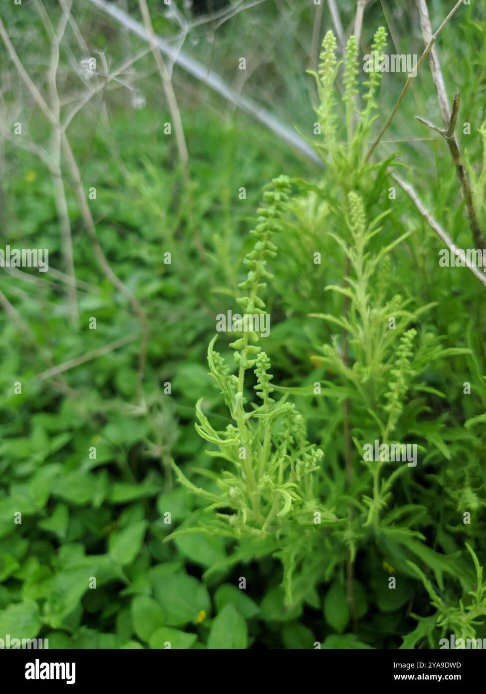 western ragweed (Ambrosia psilostachya) Plantae Stock Photo - Alamy