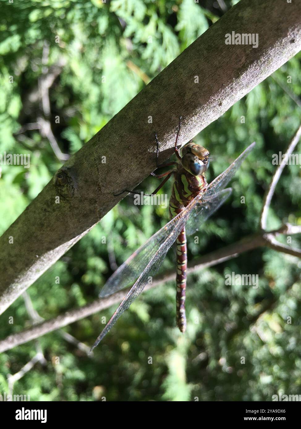 Hawkers and Typical Darners (Aeshna) Insecta Stock Photo - Alamy
