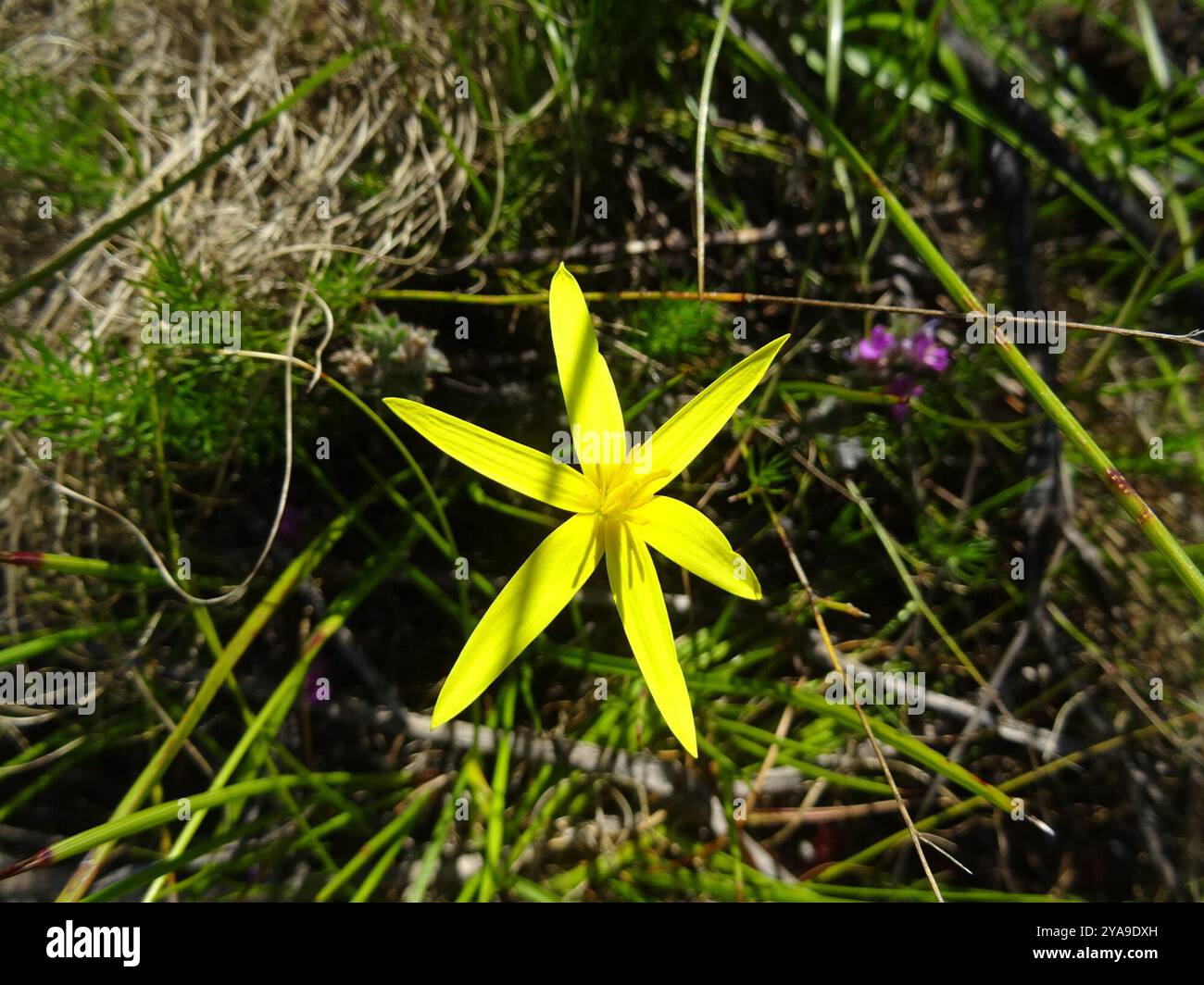 Autumn Stars (Empodium) Plantae Stock Photo - Alamy