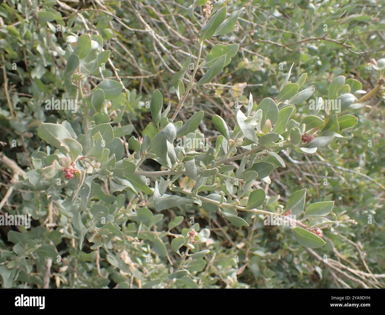 Mediterranean Saltbush (Atriplex halimus) Plantae Stock Photo - Alamy