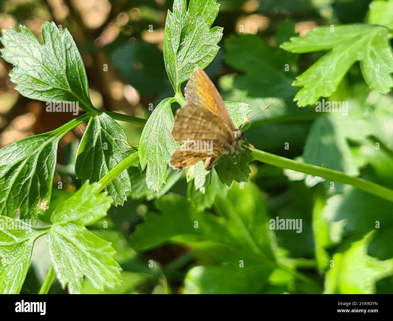 Common Geranium-bronze (Cacyreus marshalli) Insecta Stock Photo - Alamy