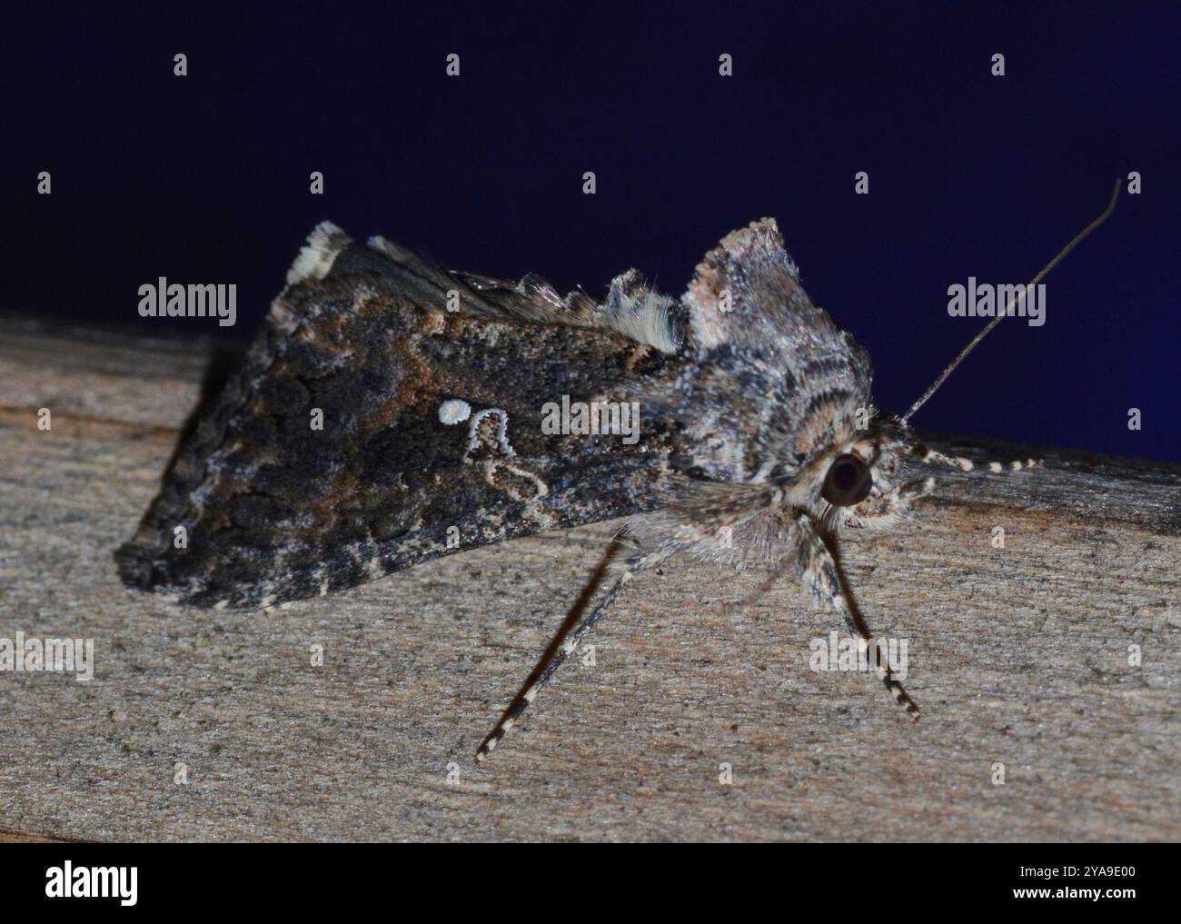 Cabbage Looper Moth (Trichoplusia ni) Insecta Stock Photo - Alamy