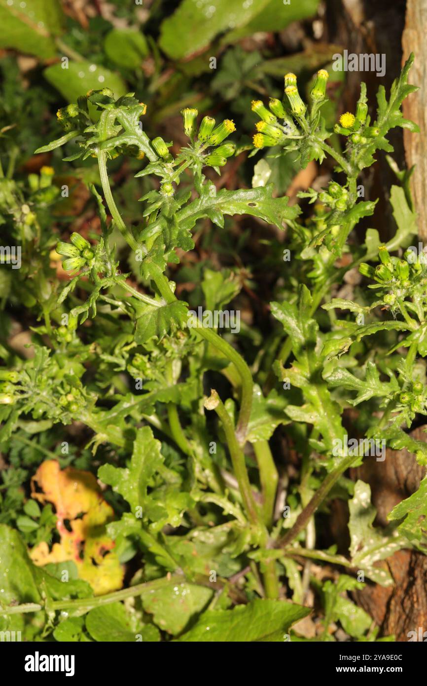 common groundsel (Senecio vulgaris) Plantae Stock Photo - Alamy