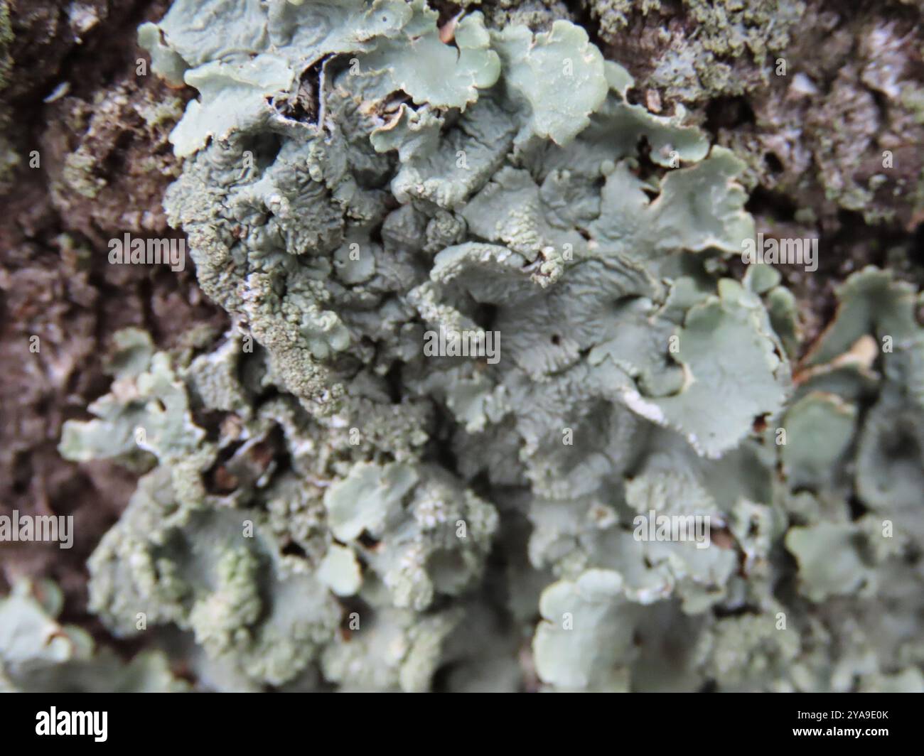 common greenshield lichen (Flavoparmelia caperata) Fungi Stock Photo ...