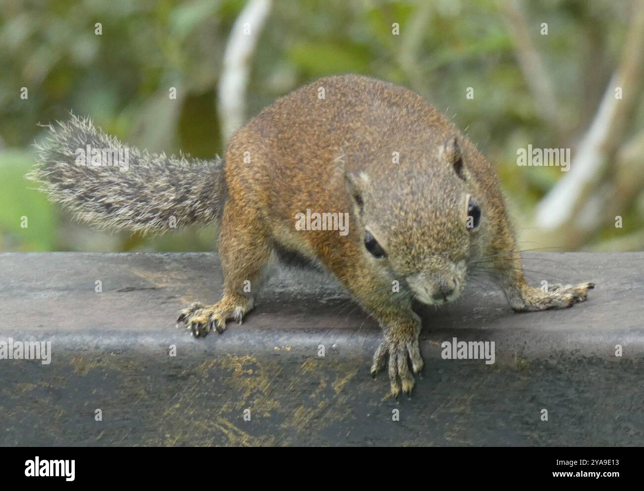 Borneo Black-banded Squirrel (Callosciurus orestes) Mammalia Stock ...