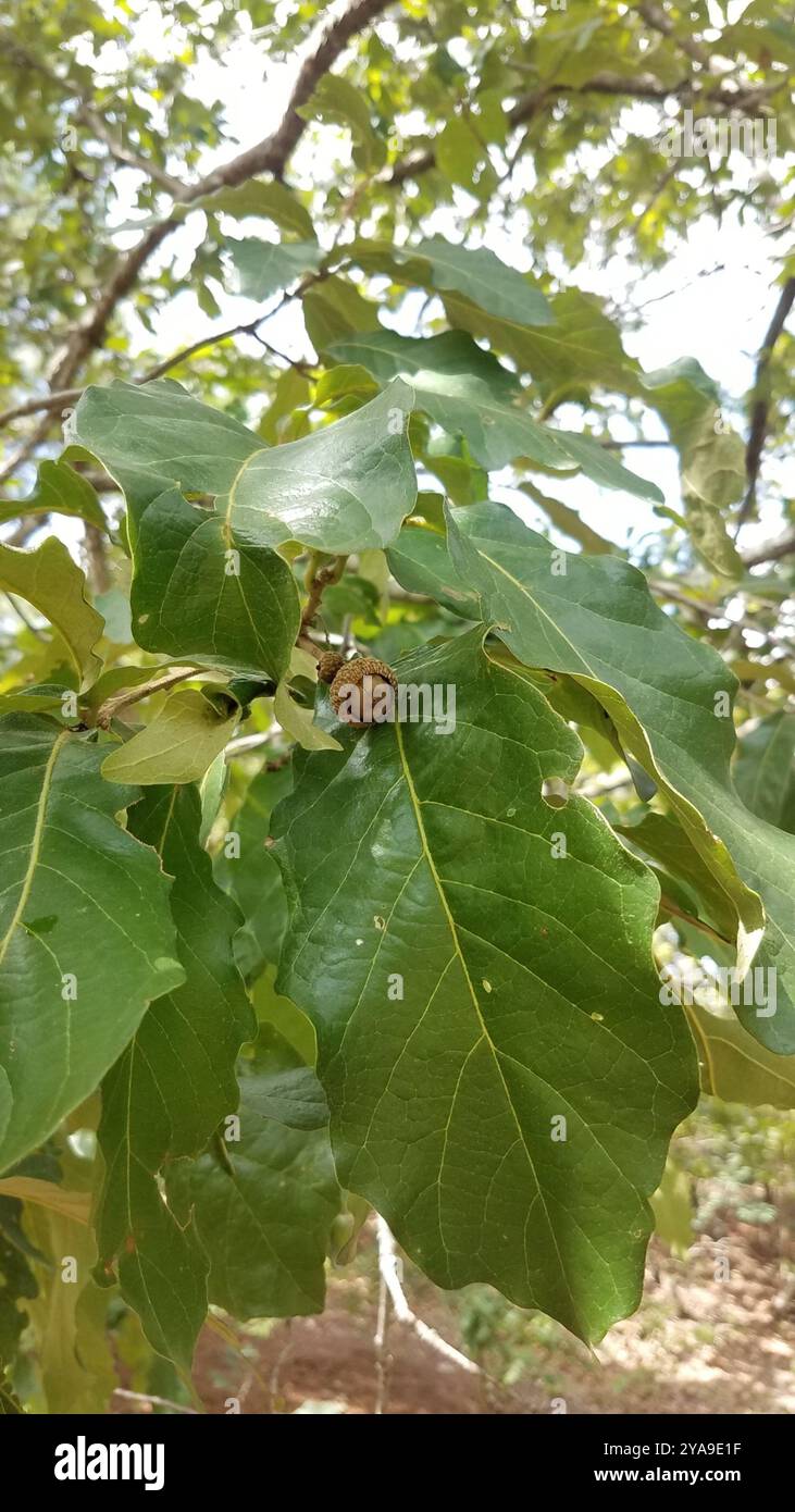 k’antulán (Quercus segoviensis) Plantae Stock Photo - Alamy