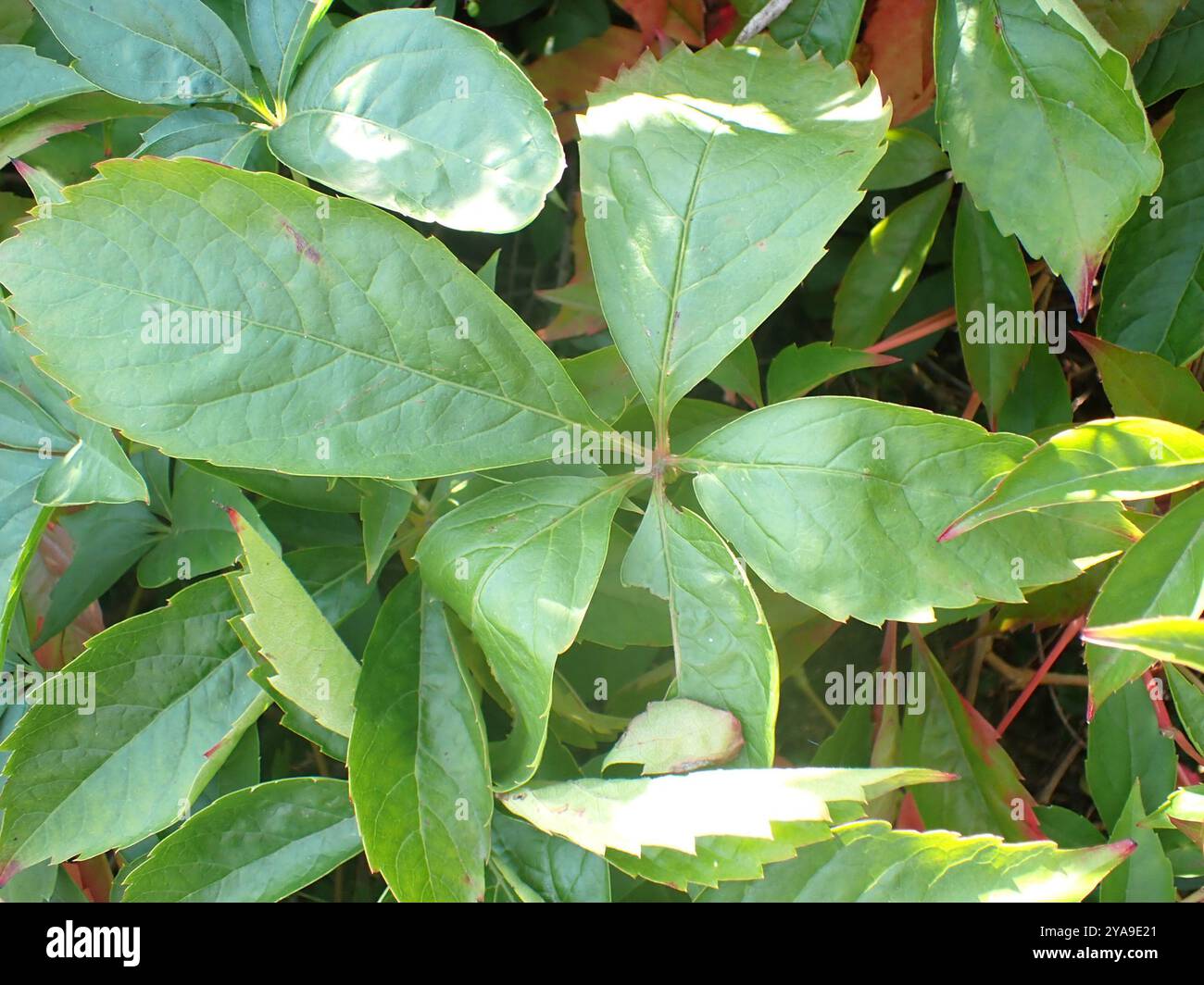 thicket creeper (Parthenocissus inserta) Plantae Stock Photo - Alamy
