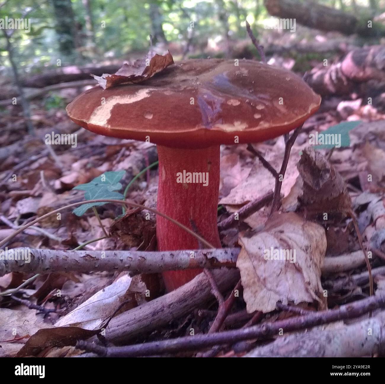 Dotted Stem Bolete (Neoboletus erythropus) Fungi Stock Photo - Alamy