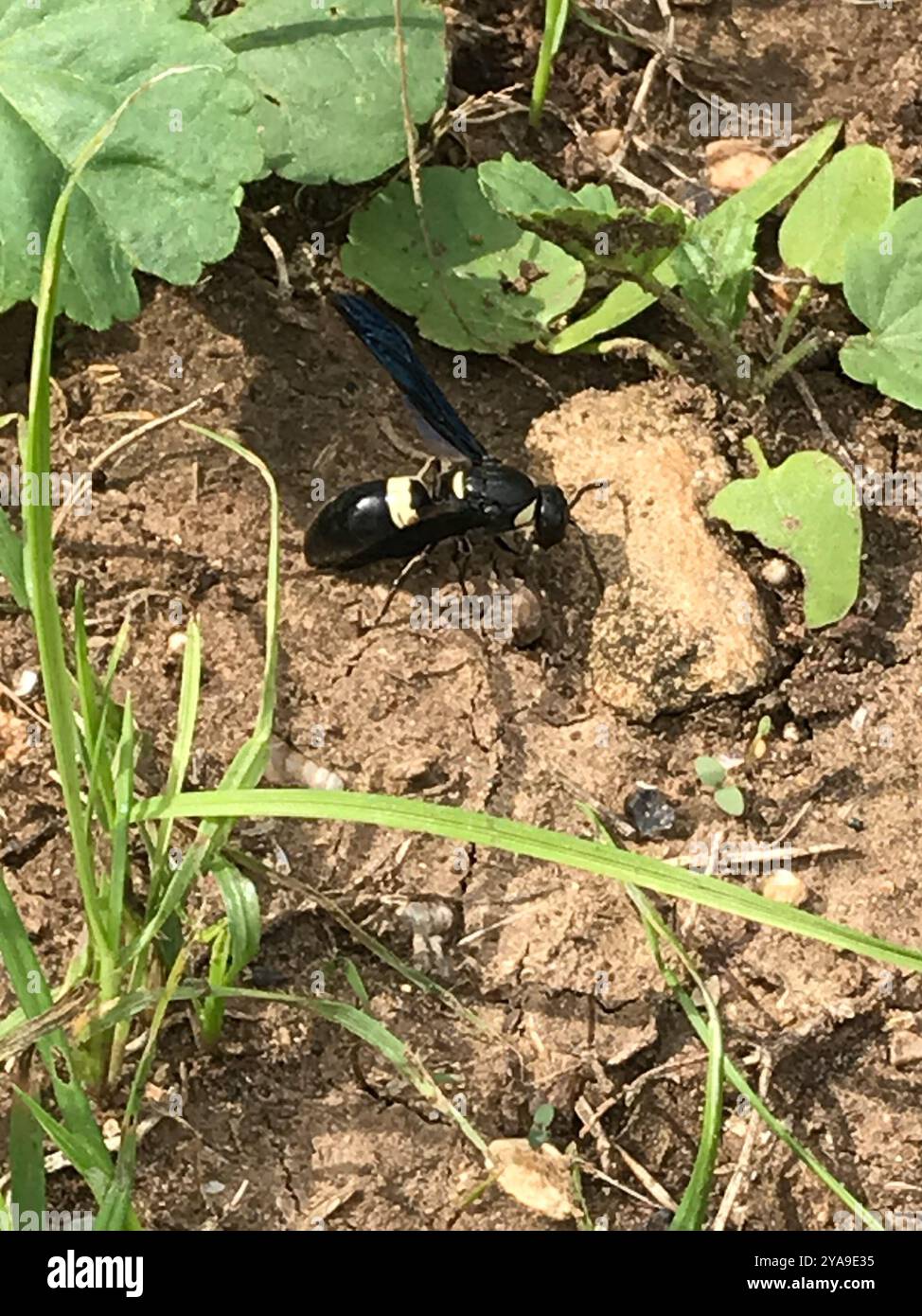 Four-toothed Mason Wasp (Monobia quadridens) Insecta Stock Photo - Alamy