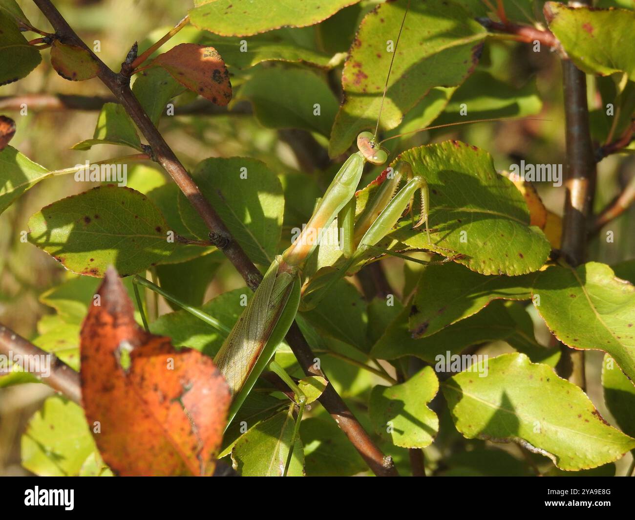 Chinese Mantis (Tenodera sinensis) Insecta Stock Photo - Alamy
