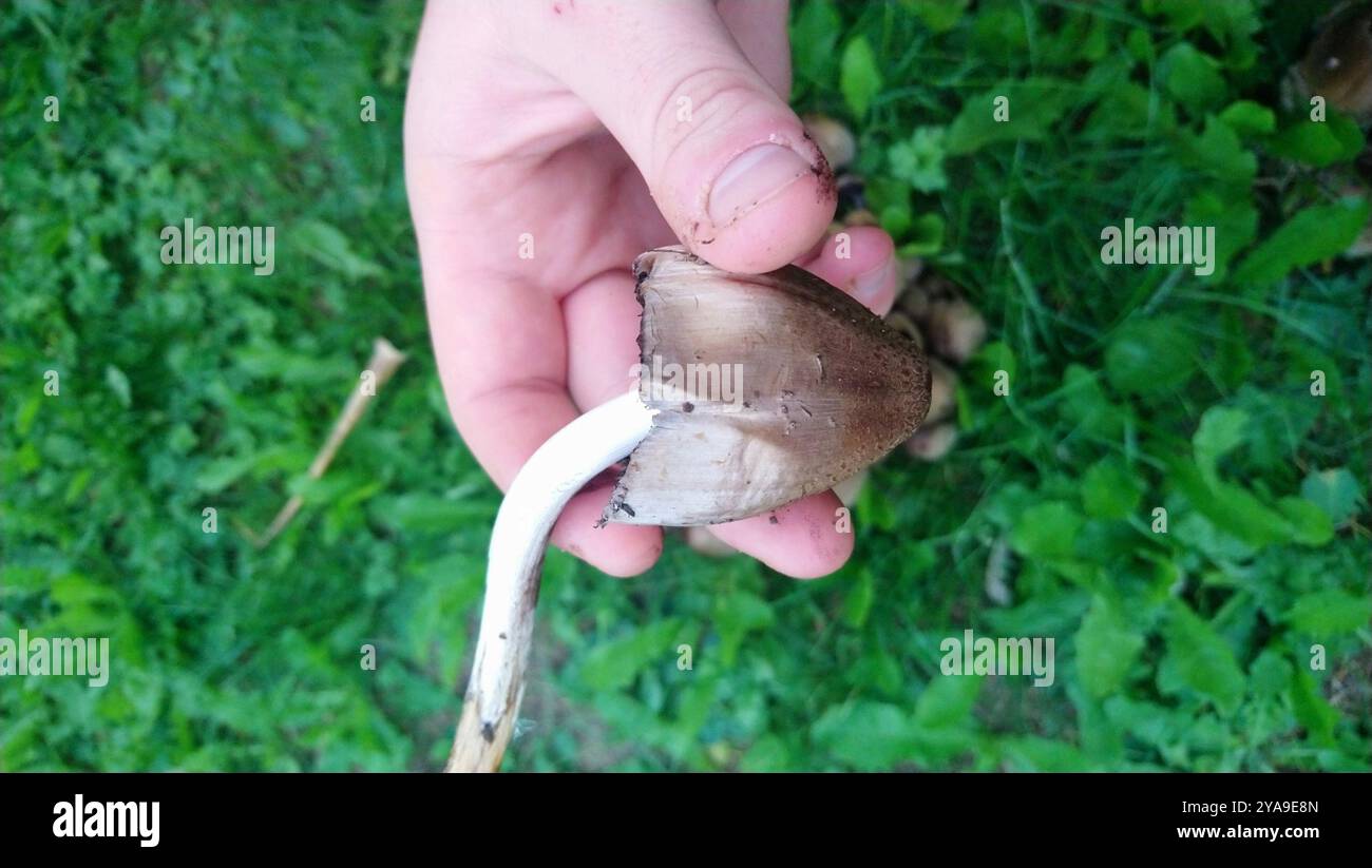 Common Ink Cap (Coprinopsis atramentaria) Fungi Stock Photo - Alamy